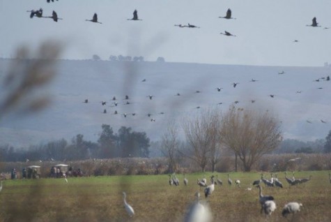 Israel: Spectacular Hula Valley Bird Festival - Acts News Network