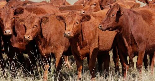 Israel: Texas red Heifers' arrival stirs prophetic excitement - Acts ...