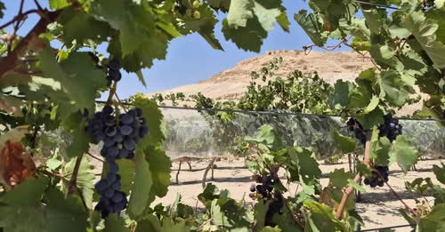 Israel: Ancient wine flows again as 1,000-year-old grape seeds revive ...